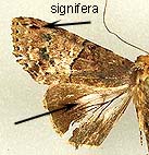 Papua Insects Foundation (Lepidoptera/Euteliidae/Stictopterinae ...